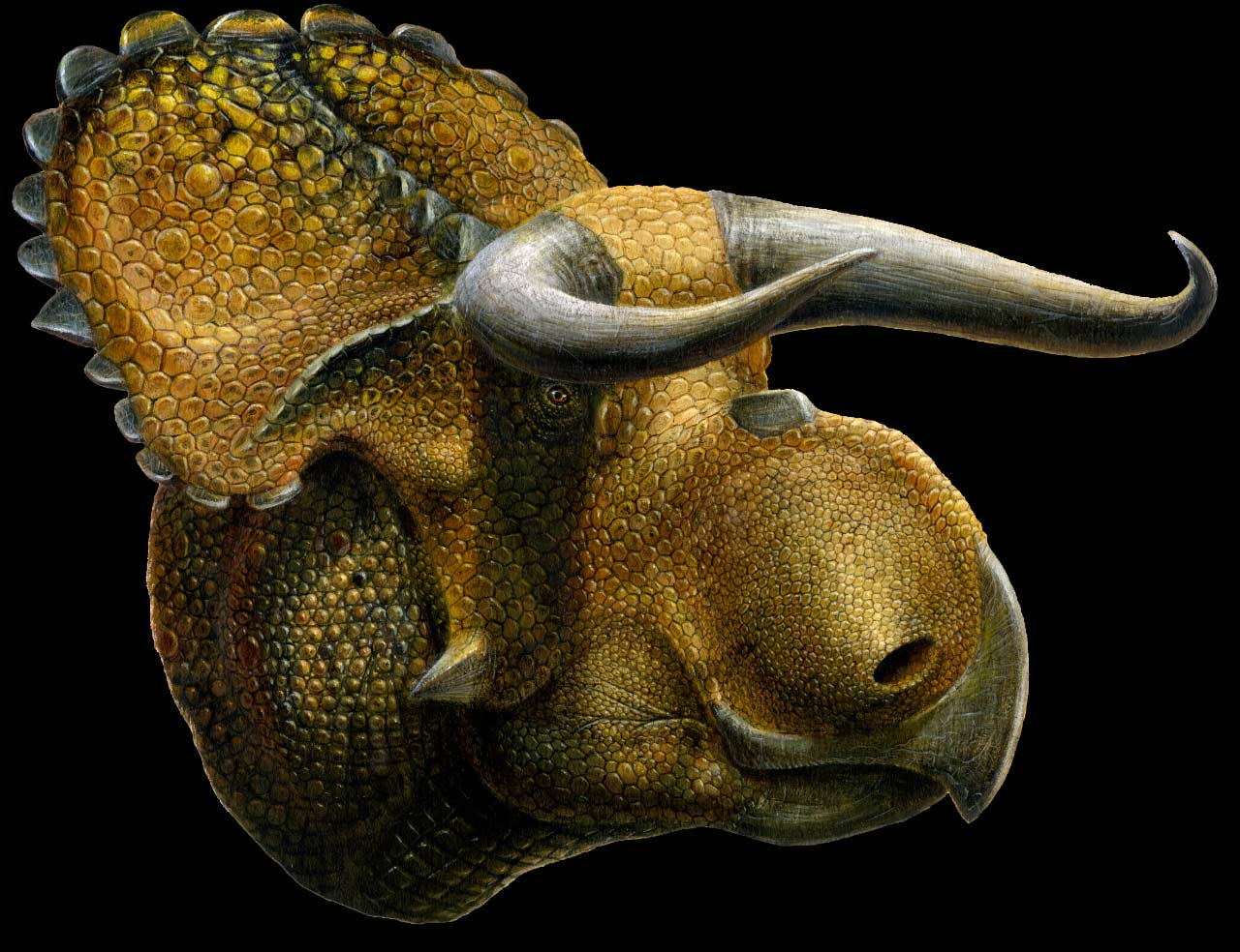The Ceratopsians: A Multitude of Horns and Frills – Max's Blogo-Saurus