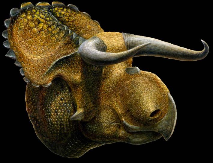 The Ceratopsians: A Multitude of Horns and Frills – Max's Blogo-Saurus