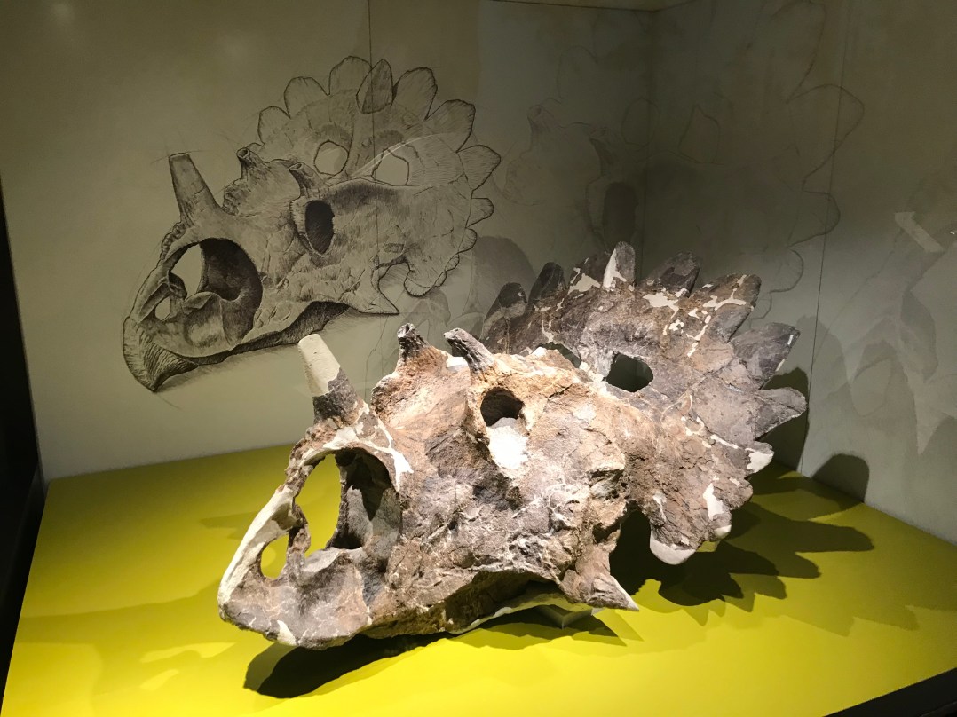 The Ceratopsians: A Multitude of Horns and Frills – Max's Blogo-Saurus