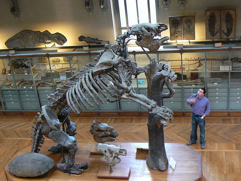 The Fascinating Ancestry of the Sloth – Max's Blogo-Saurus