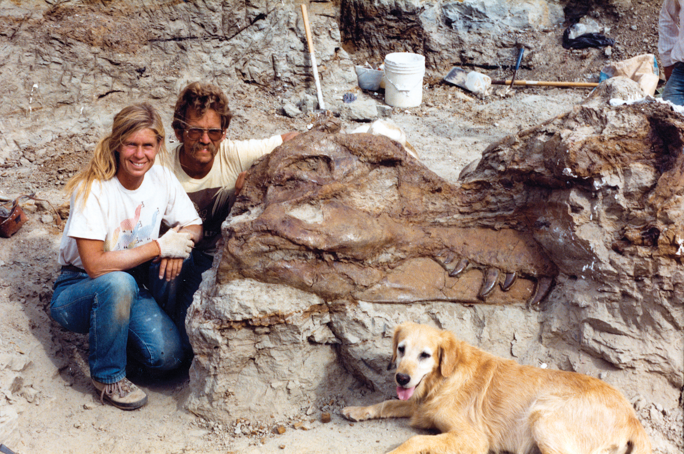 How McDonalds Saved the World’s Greatest Tyrannosaurus AKA The Legacy ...