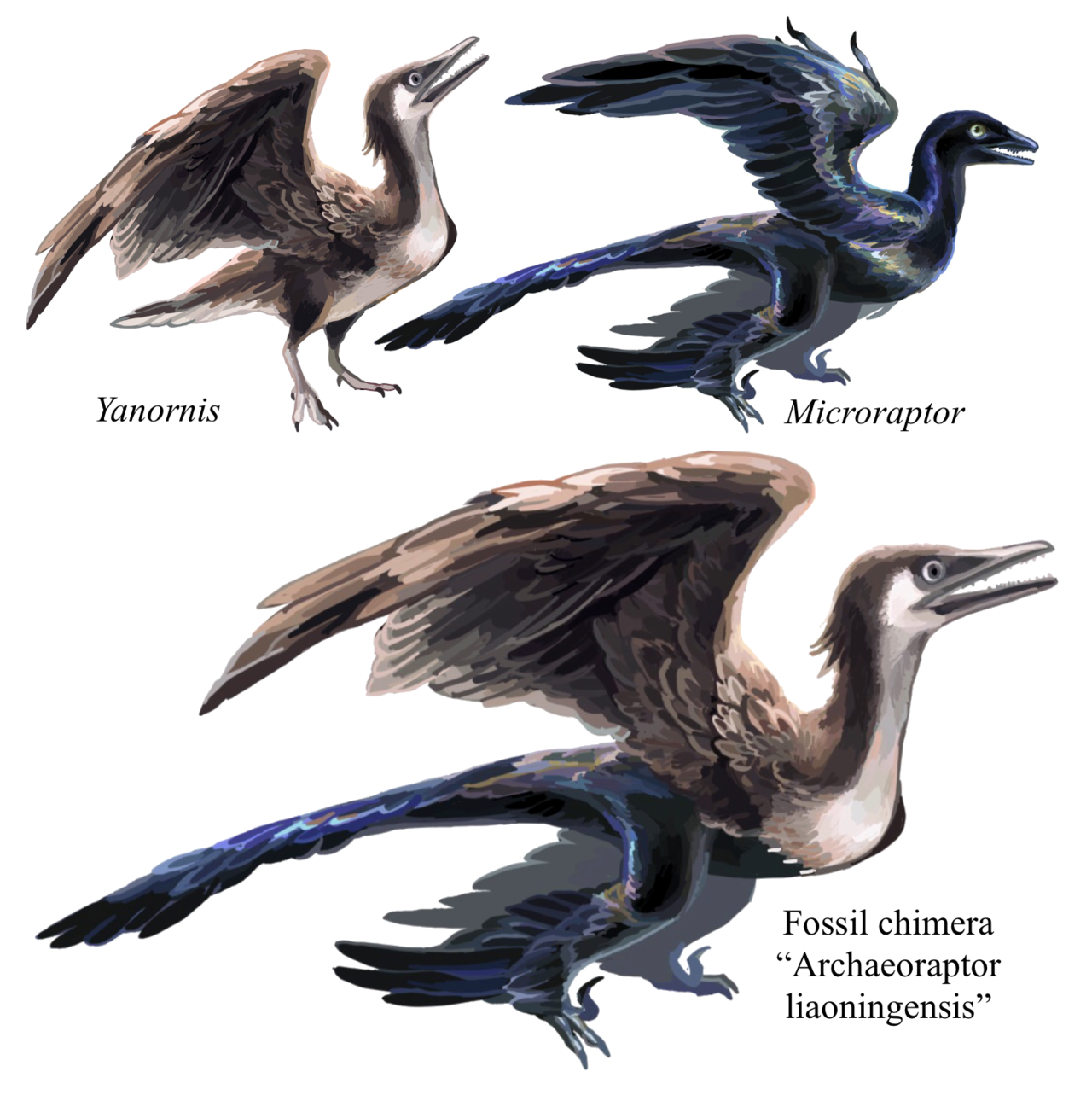 Archaeoraptor and the Great Dinosaur Hoax – Max's Blogo-Saurus