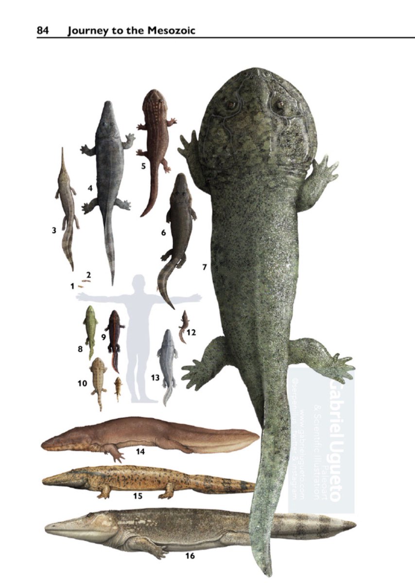 Australia’s Winter Amphibian, Koolasuchus – Max's Blogo-Saurus