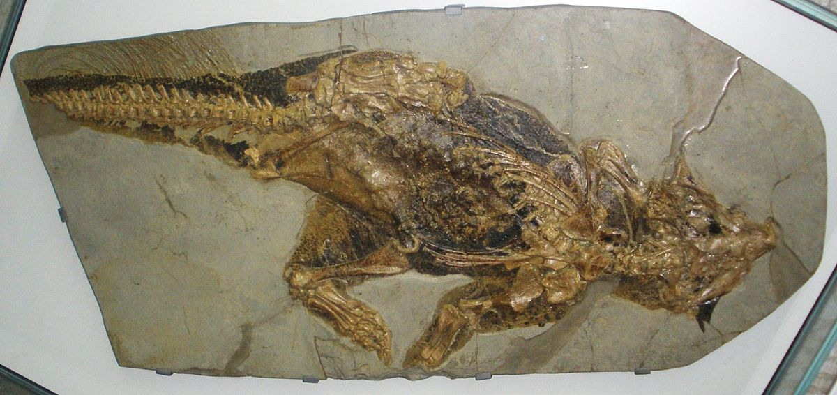 Meet Psittacosaurus, The Dinosaur That Keeps on Giving – Max's Blogo-Saurus