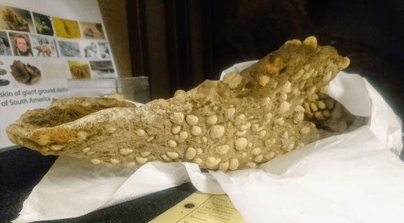 A Beginners Guide to Mummified Fossils: Part One – Max's Blogo-Saurus