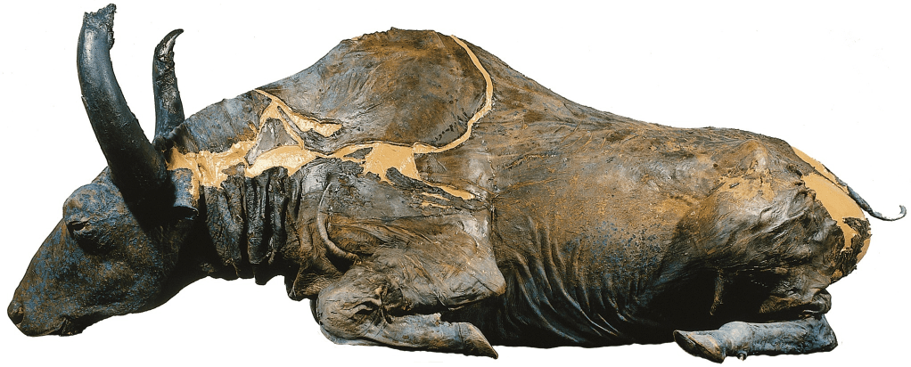 A Beginners Guide to Mummified Fossils: Part One – Max's Blogo-Saurus