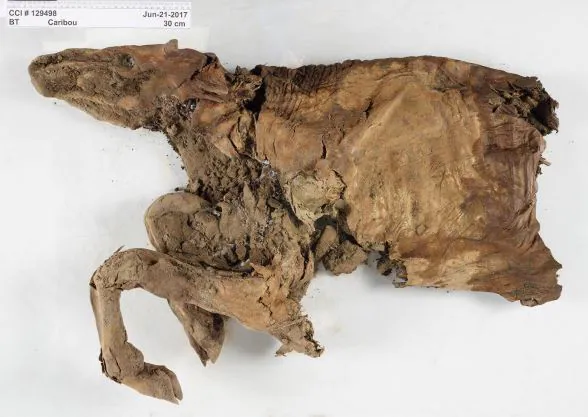 A Beginners Guide to Mummified Fossils: Part One – Max's Blogo-Saurus