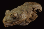 A Beginners Guide to Mummified Fossils: Part Two – Max's Blogo-Saurus
