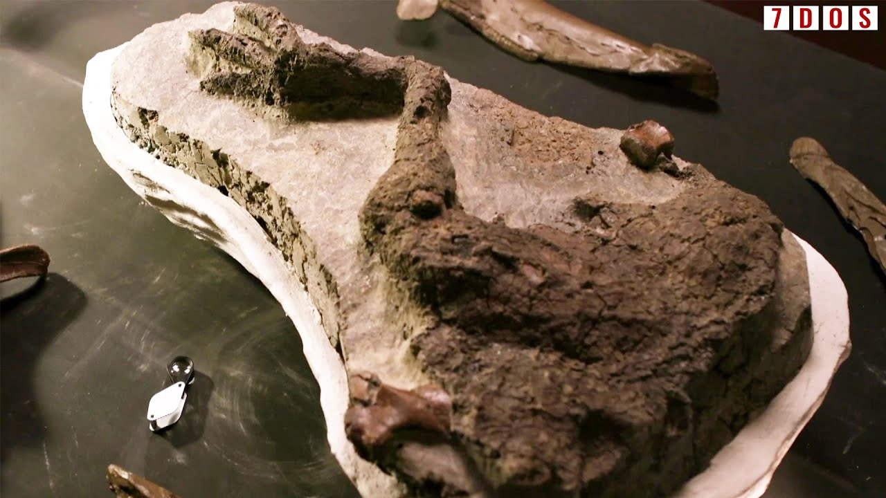 A Beginners Guide to Mummified Fossils: Part Two – Max's Blogo-Saurus