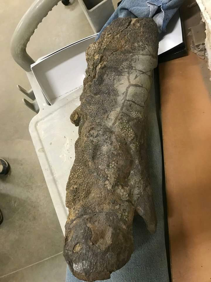 A Beginners Guide to Mummified Fossils: Part Two – Max's Blogo-Saurus
