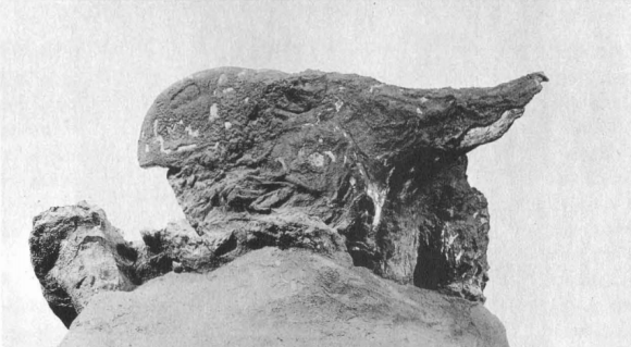 A Beginners Guide to Mummified Fossils: Part Two – Max's Blogo-Saurus