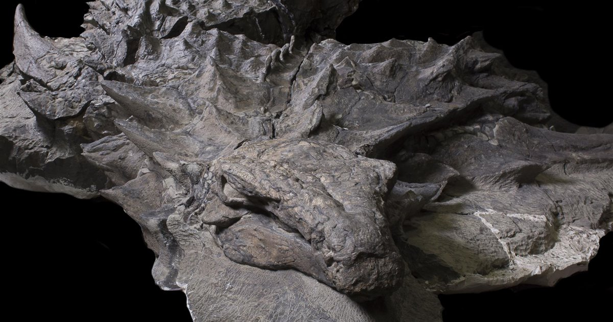 A Beginners Guide to Mummified Fossils: Part Two – Max's Blogo-Saurus