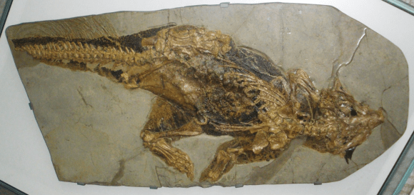A Beginners Guide to Mummified Fossils: Part Two – Max's Blogo-Saurus