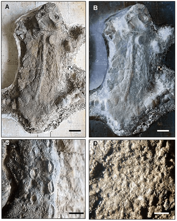 A Beginners Guide to Mummified Fossils: Part Two – Max's Blogo-Saurus