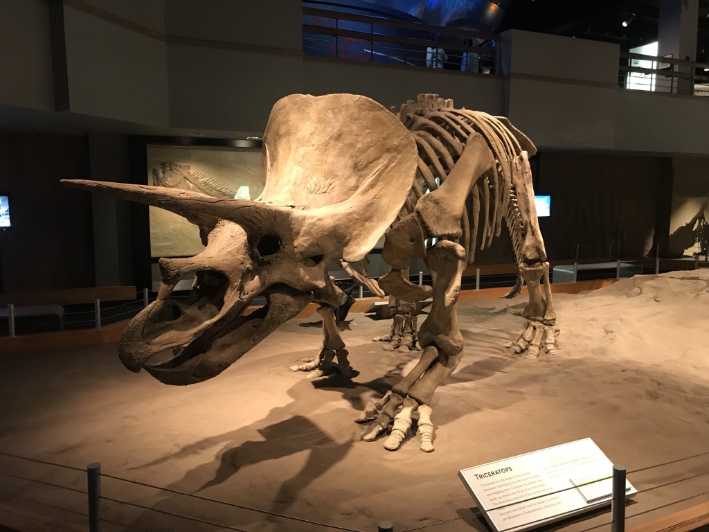 Horned, Horrid, and Humongous: A Profile of Triceratops – Max's Blogo ...