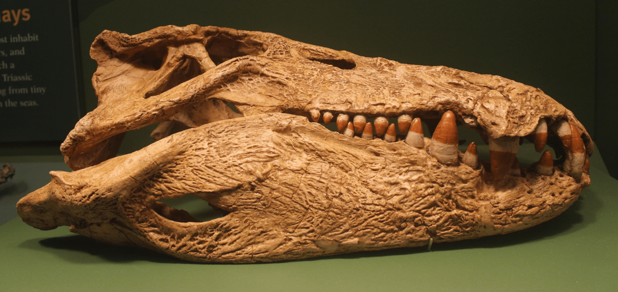 A Complete Guide to the Dinosaurs and Prehistoric Life of Madagascar’s ...