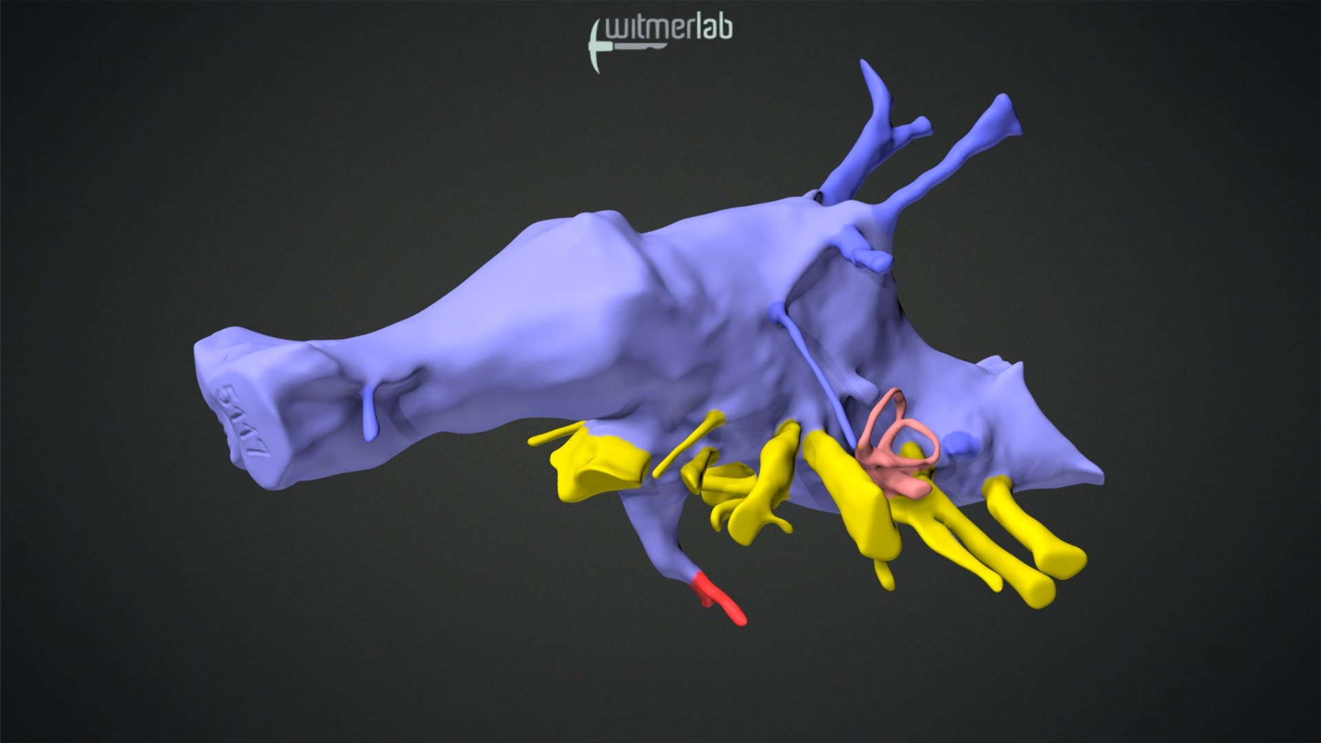 The Intelligence of Tyrannosaurus rex – Max's Blogo-Saurus