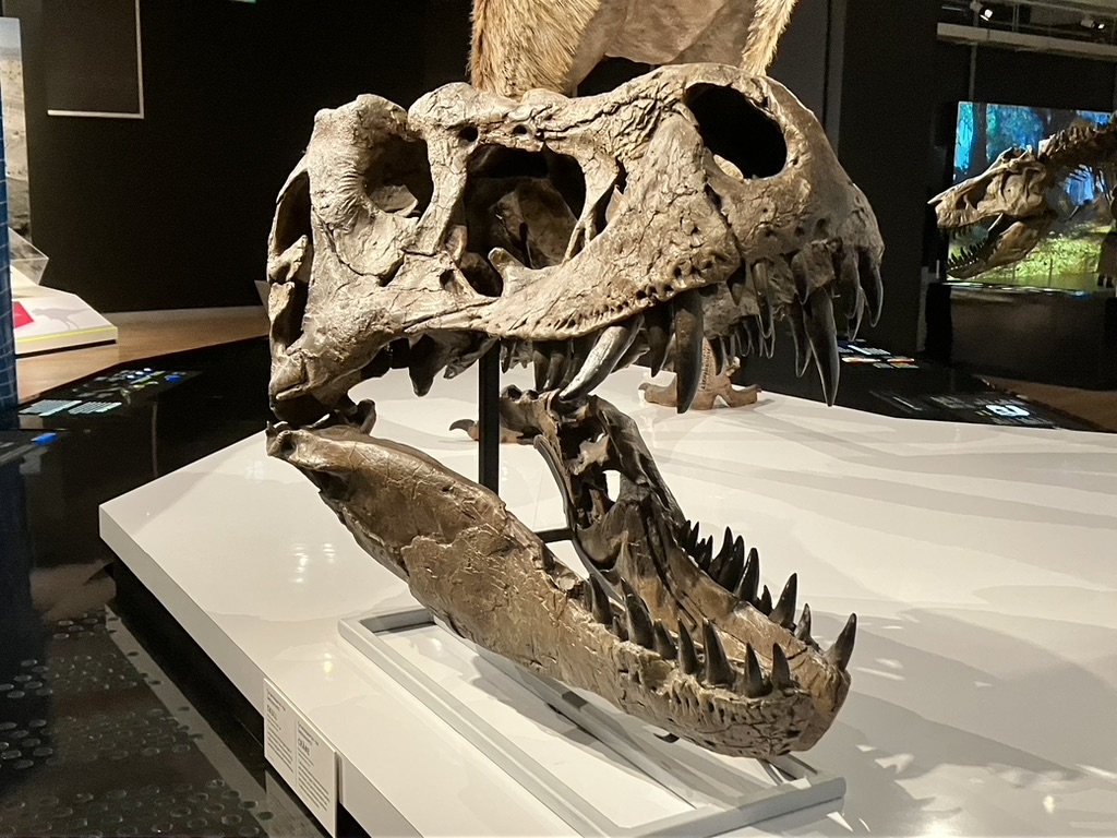T. Rex: The Ultimate Predator Image Gallery – Max's Blogo-Saurus