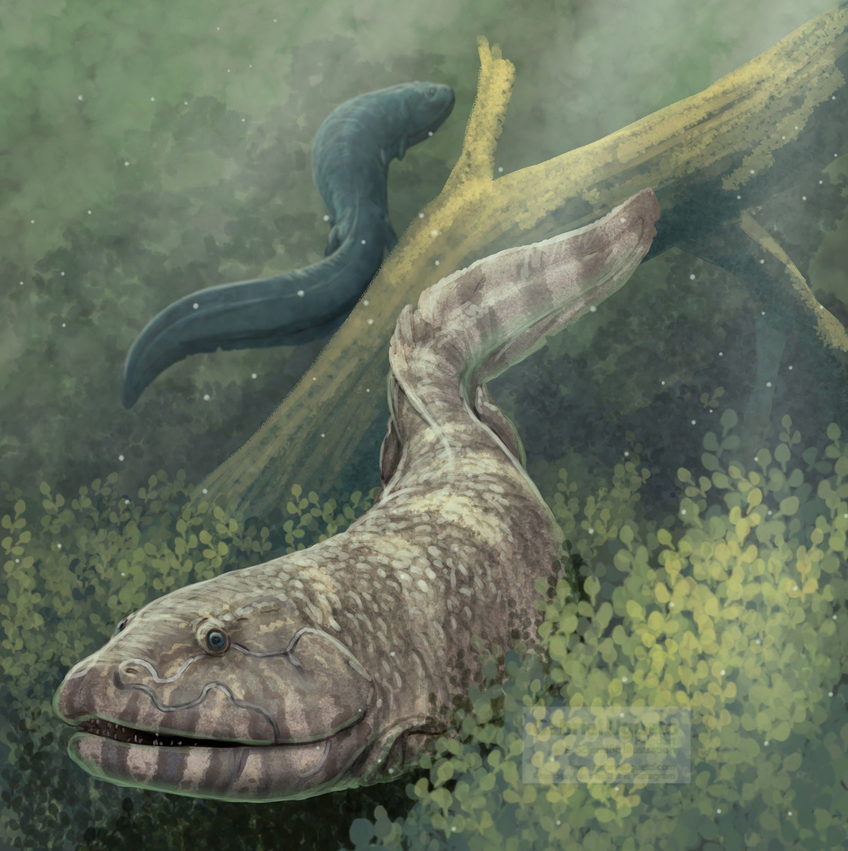 The Swamp Monster Revisited: A New Face for an Ancient Tetrapod – Max's ...