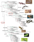 Mosasaur Venom: Speculation and Evidence – Max's Blogo-Saurus