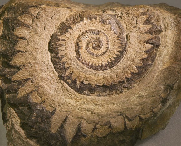 Blade Runner: Helicoprion & The Strangest Jaws in the Fossil Record ...