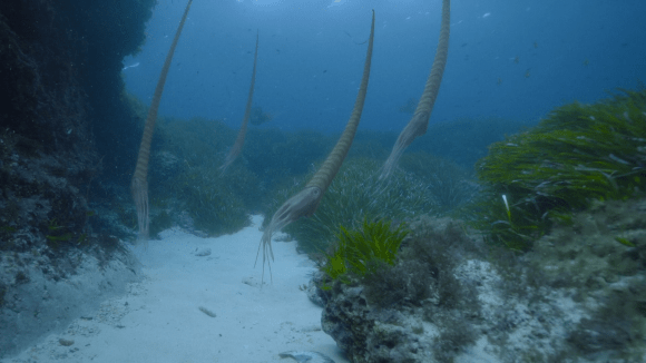 A Complete Guide to the Species of Prehistoric Planet: Season 2, Episode 4: Oceans – Max's Blogo ...