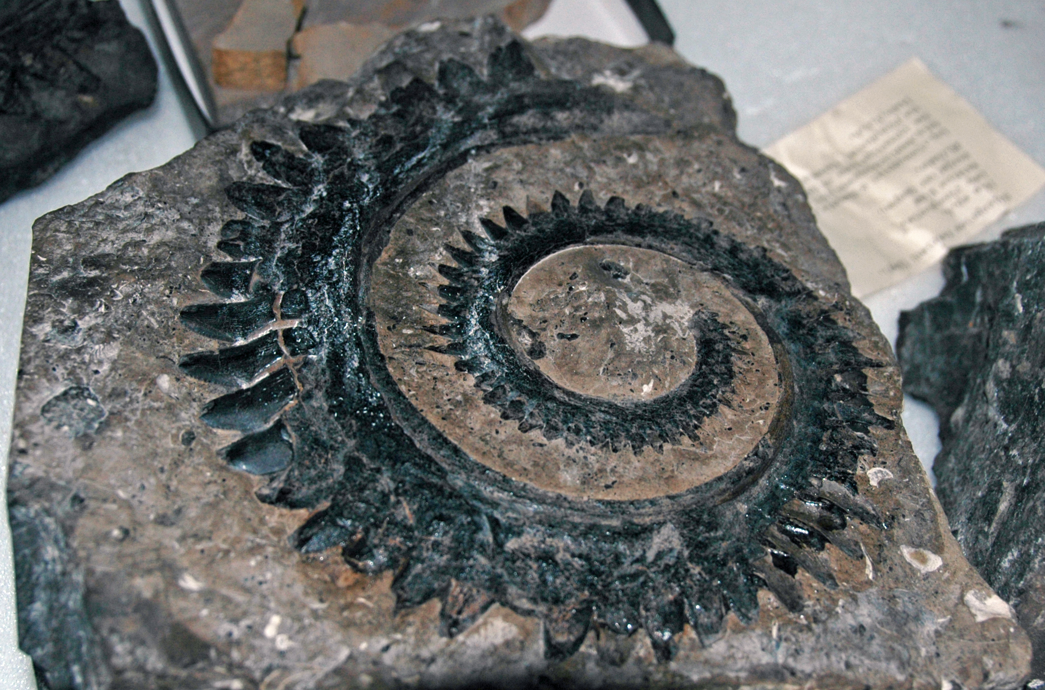 Blade Runner: Helicoprion & The Strangest Jaws in the Fossil Record ...