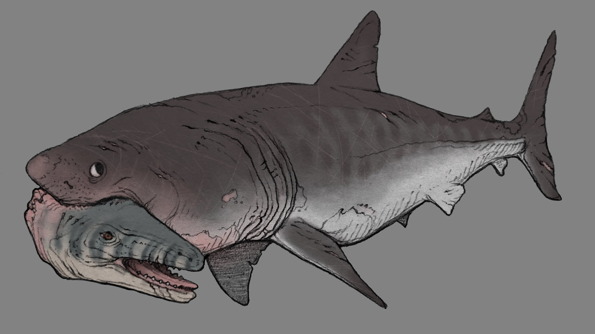 Fossil Friday, Shark Week Edition: The Ginsu Shark’s Flying Snack – Max ...