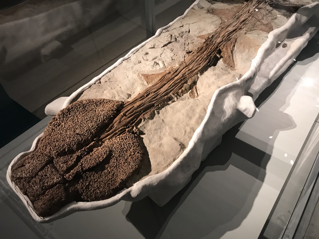 Zuul crurivastator & the True Origins of Ankylosaur Tail Clubs – Max's ...