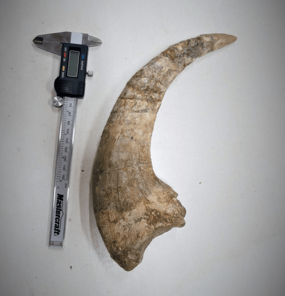 The Mystery of Megaraptor & the Megaraptorans – Max's Blogo-Saurus