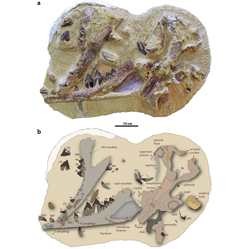 Meet Perucetus & Tutcetus, The Two Extremes of Whale Evolution – Max's ...