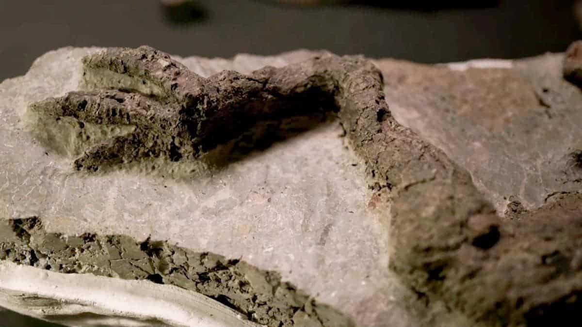 Fossil Friday: A Mummified Thescelosaurus & the Day the Dinosaurs Died ...