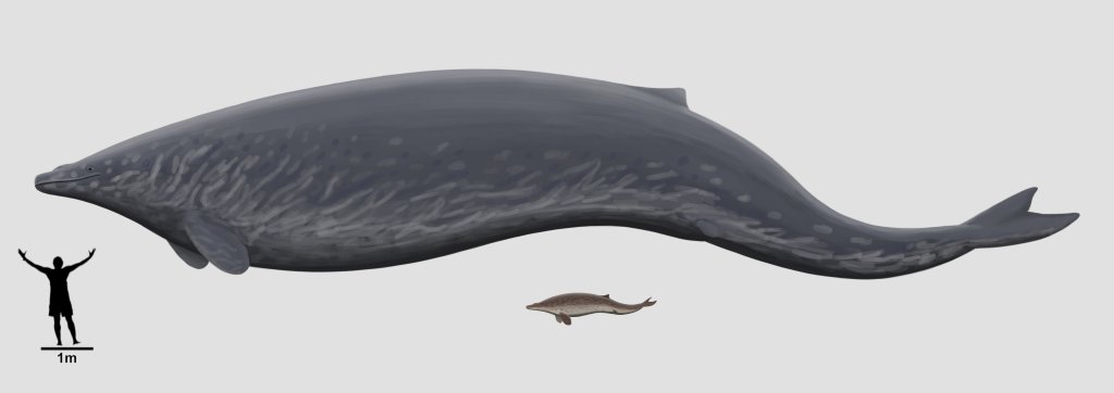 Meet Perucetus & Tutcetus, The Two Extremes of Whale Evolution – Max's ...