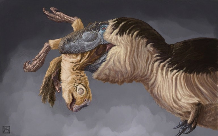 The Gorgon’s Last Meal: Fossilized Stomach Contents of a Teenage ...