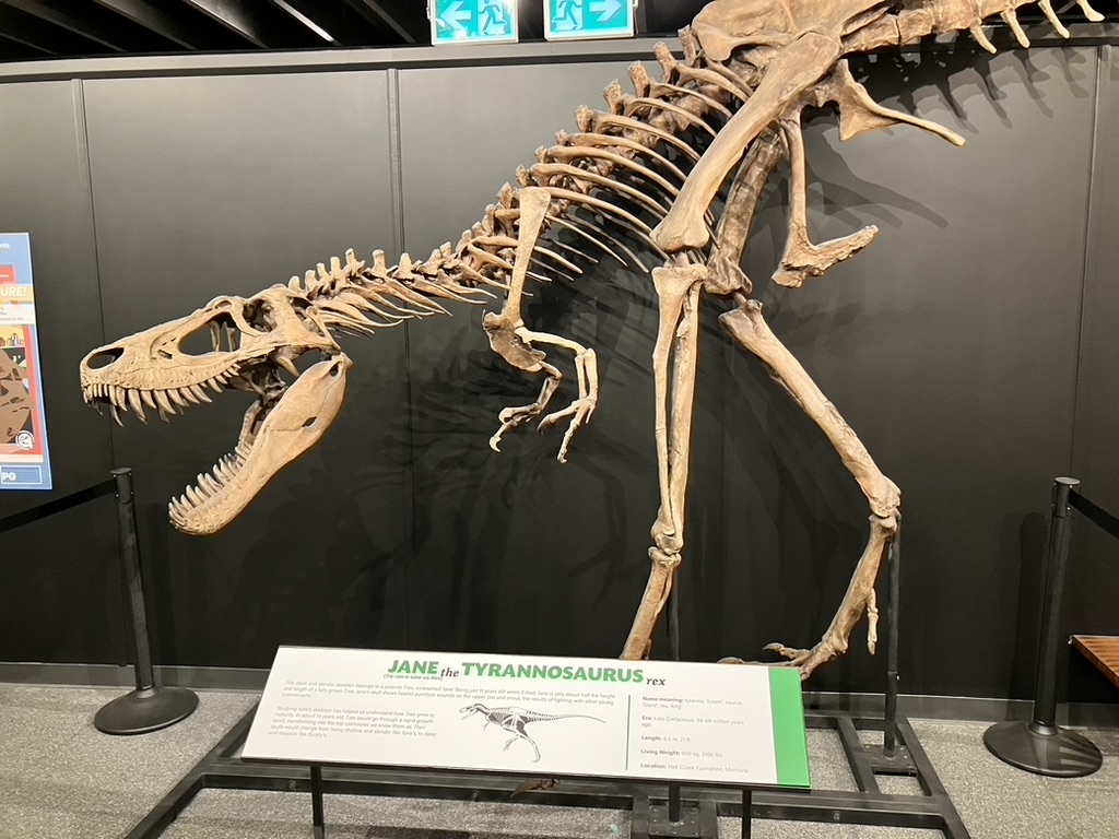 Nanotyrannus Skull