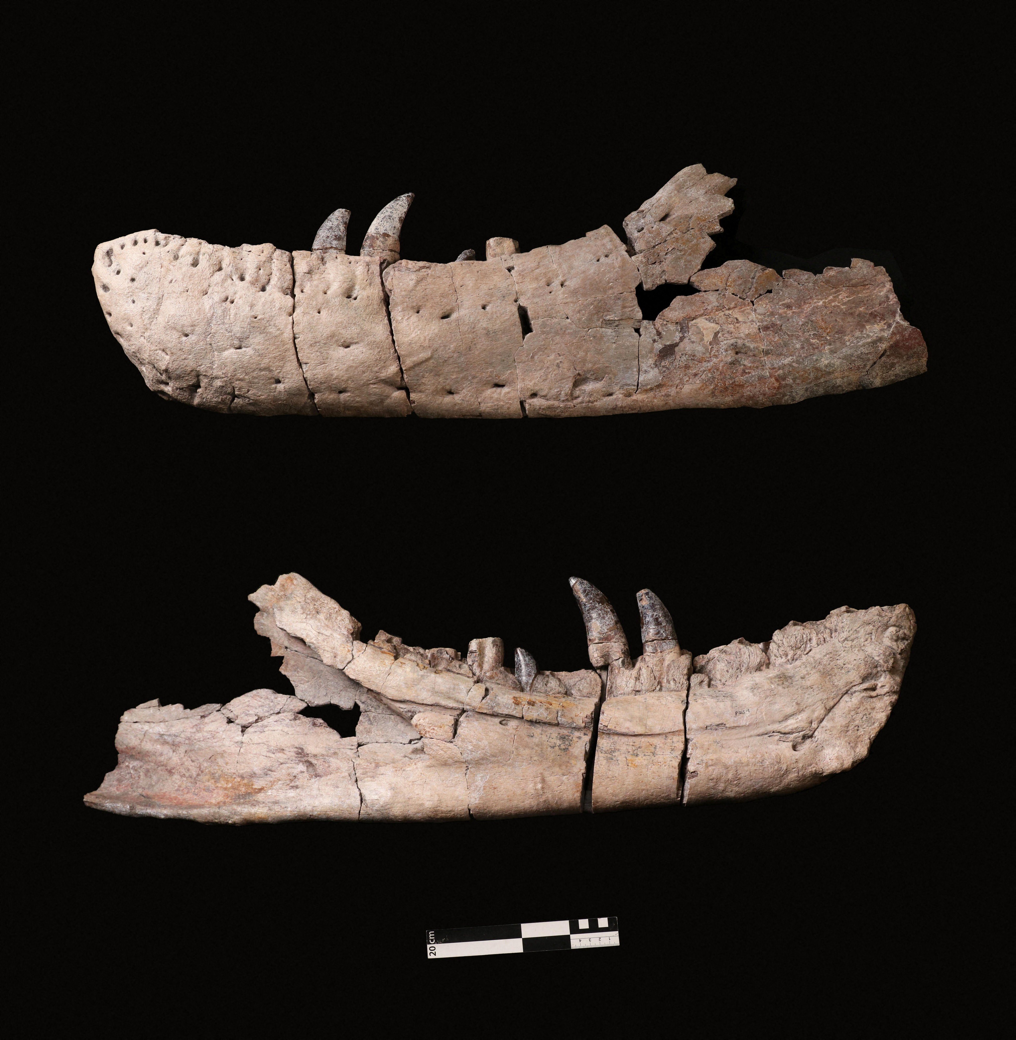 Meet Tyrannosaurus mcraeensis: the Newest Species of Giant Tyrannosaur ...