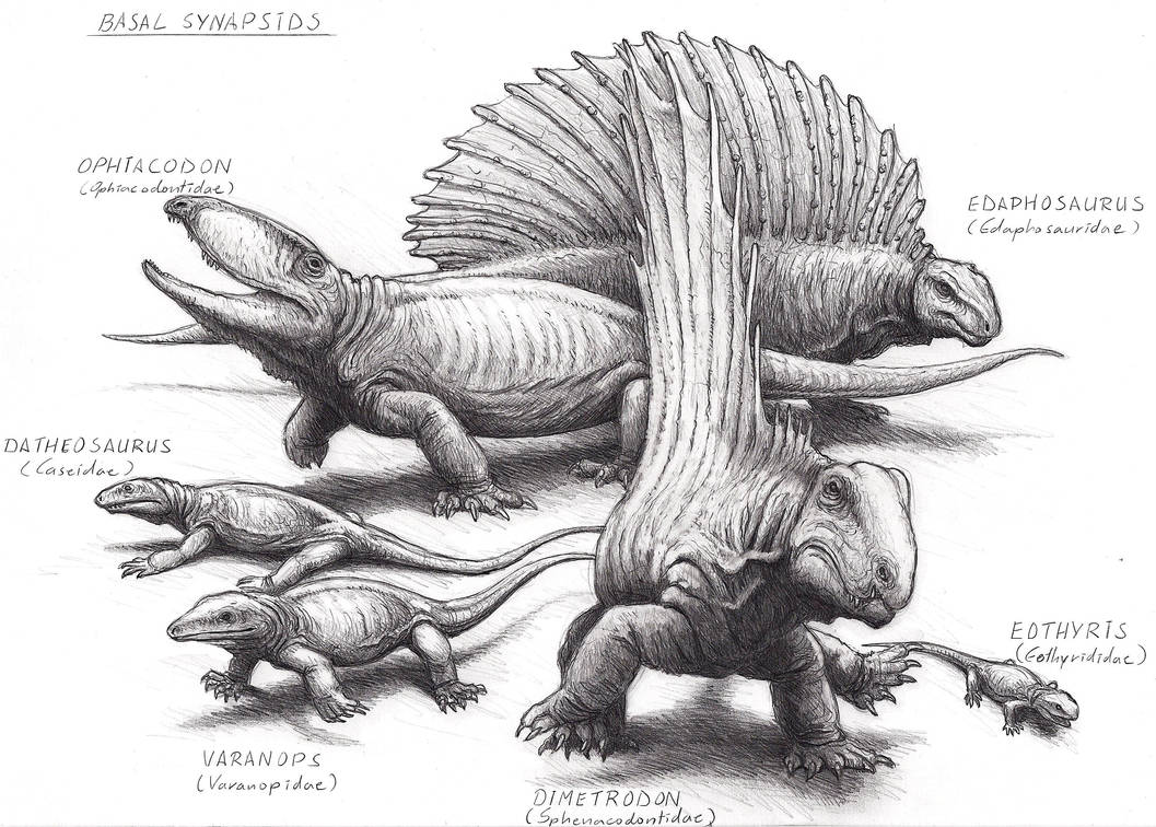 The Curious Case of Cotylorhynchus and the Caseids, Earth’s First ...