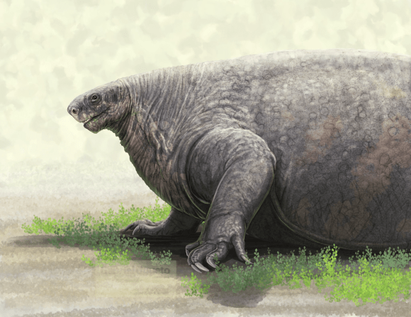 The Curious Case of Cotylorhynchus and the Caseids, Earth’s First ...