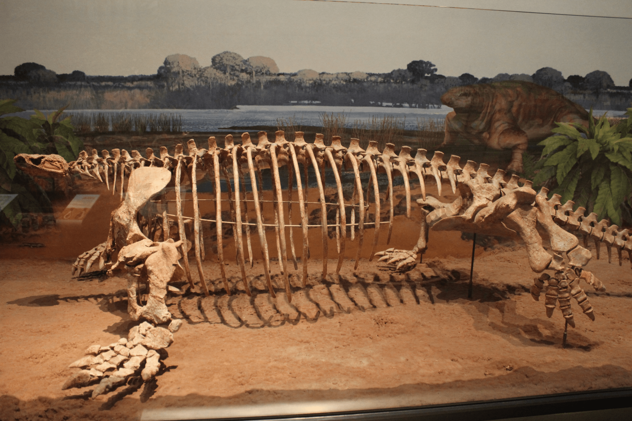 The Curious Case of Cotylorhynchus and the Caseids, Earth’s First ...