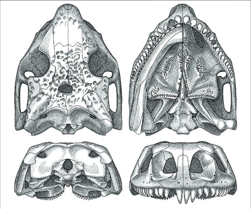 The Curious Case of Cotylorhynchus and the Caseids, Earth’s First ...