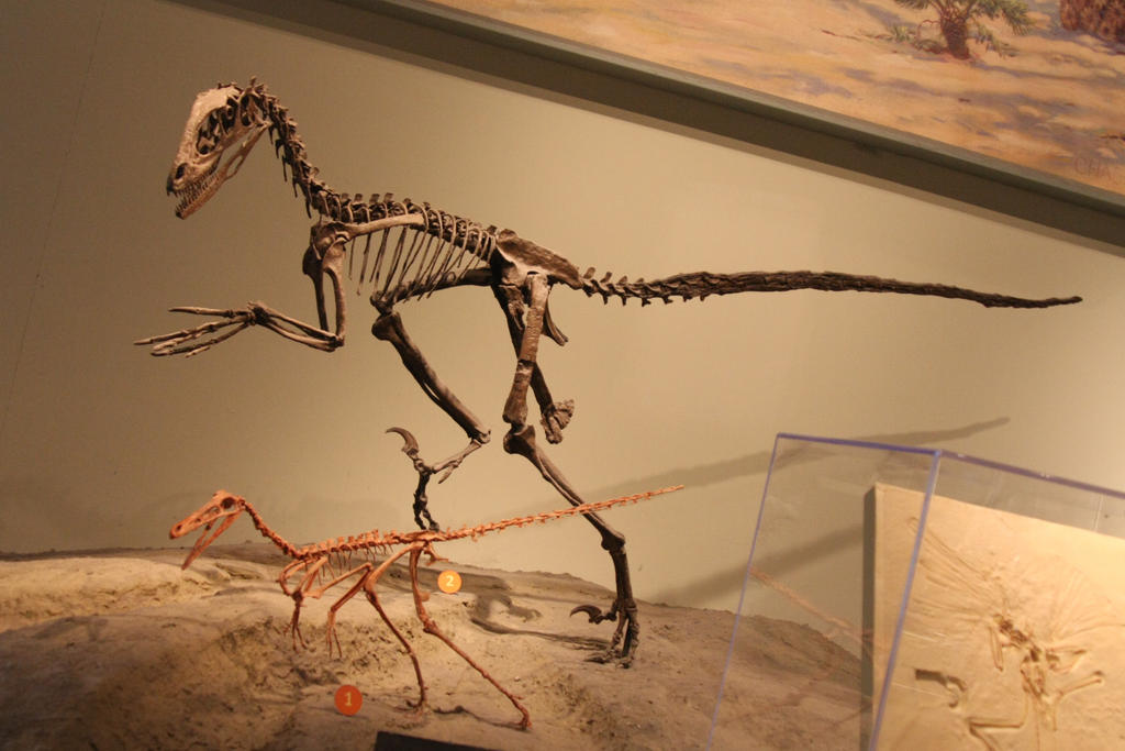 A History of Giant Raptors in the Fossil Record – Max's Blogo-Saurus