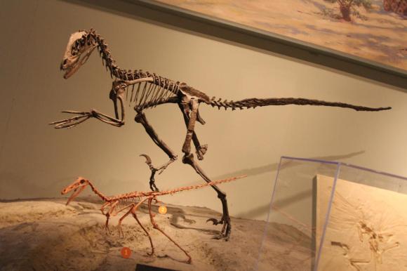 A History of Giant Raptors in the Fossil Record – Max's Blogo-Saurus