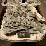 Maiasaura, the Good Mother Lizard – Max's Blogo-Saurus