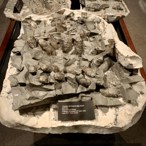 Maiasaura, the Good Mother Lizard – Max's Blogo-Saurus