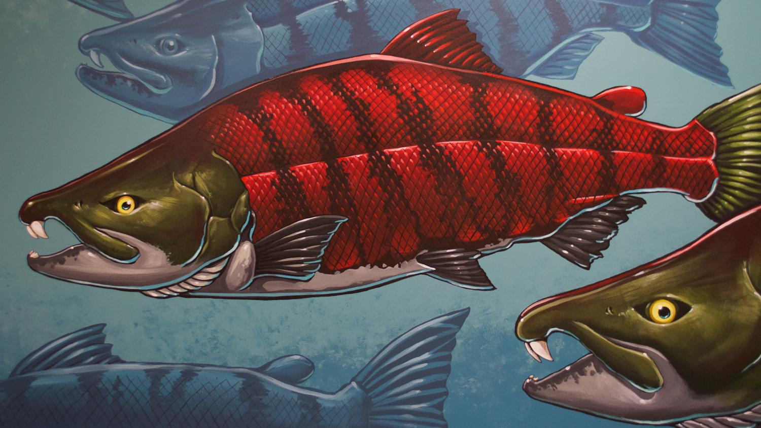 An Obituary to the Saber-Toothed Salmon, 1972-2024 – Max's Blogo-Saurus