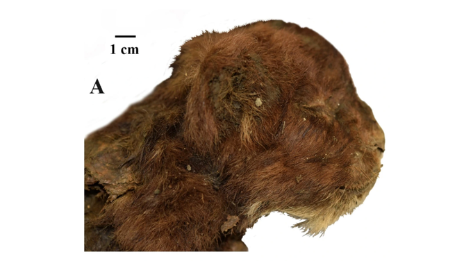 Saber in the Snow: A Mummified Homotherium Cub from Siberia – Max's ...