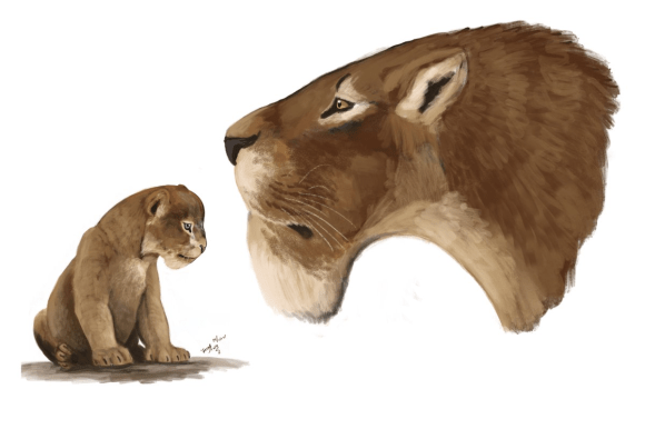 Saber in the Snow: A Mummified Homotherium Cub from Siberia – Max's ...