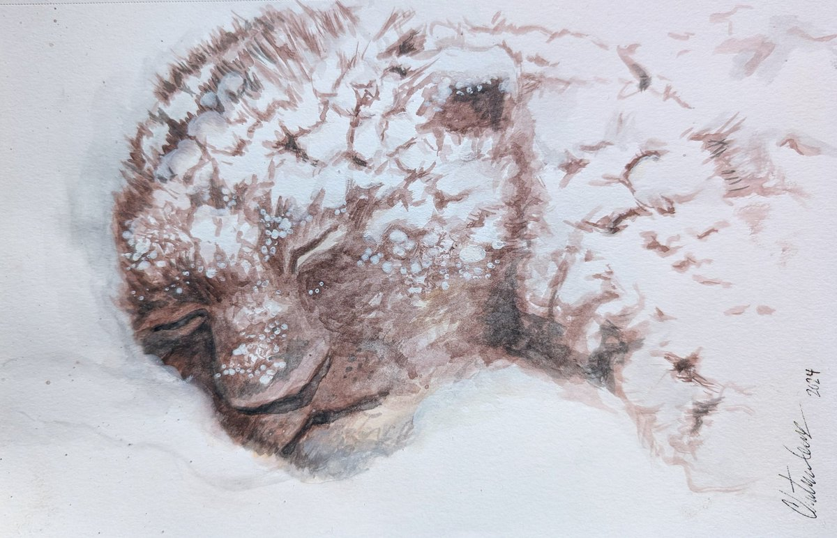 Saber in the Snow: A Mummified Homotherium Cub from Siberia – Max's ...