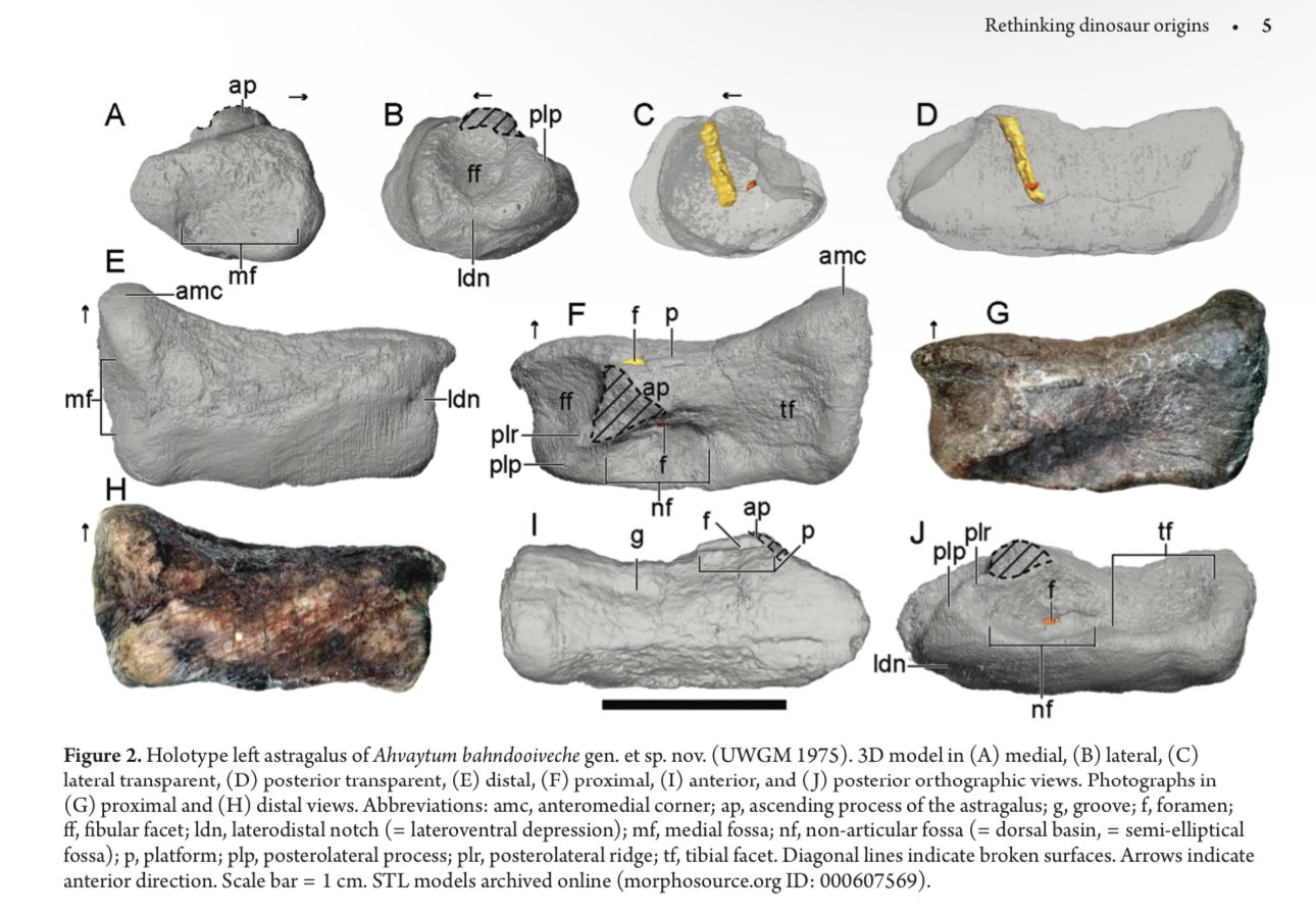 Ahvaytum bahndooiveche: North America’s Oldest Dinosaur – Max's Blogo ...