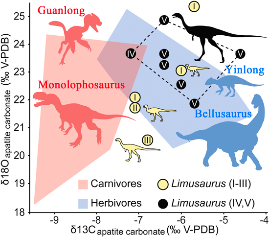 Limusaurus inextricabilis & The Art of Changing Anatomy into Adulthood ...